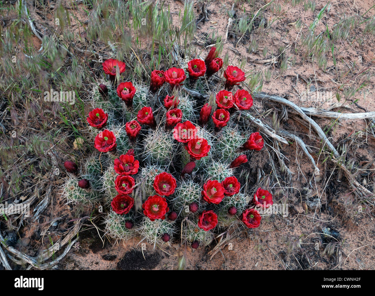 Claret Cup Cactus Stock Photos & Claret Cup Cactus Stock Images - Alamy