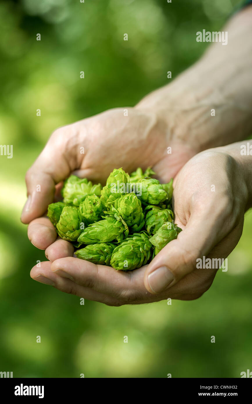 Common hop - Humulus Lupulus Stock Photo - Alamy