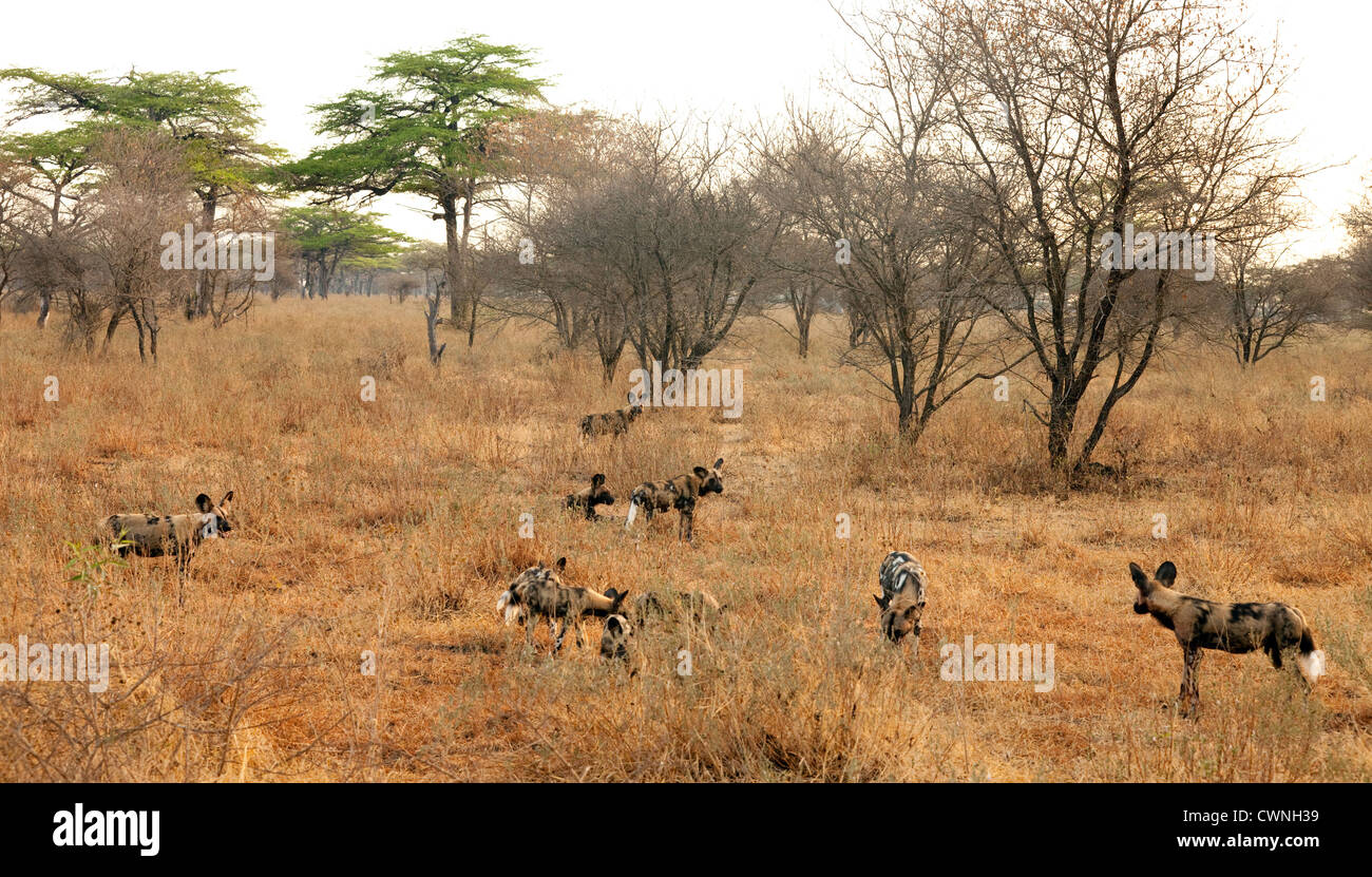 A pack of African Wild Dogs (Lycaon pictus) hunting, the Selous Game ...