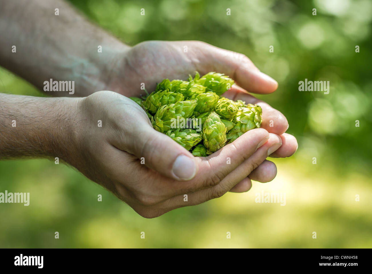 Common hop - Humulus Lupulus Stock Photo - Alamy