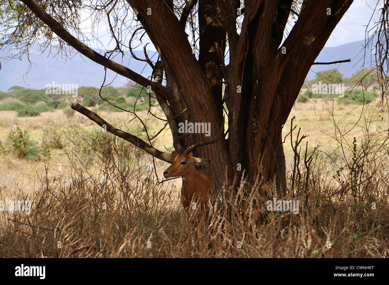 A Kudu (exact name: Tragelaphus Strepsiceros) under a tree in the ...