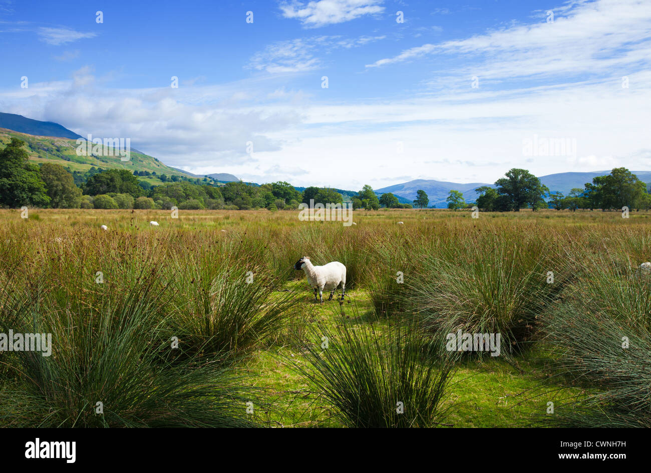 Sheep grazing on marshy plain between Loch Tay and confluence of the ...