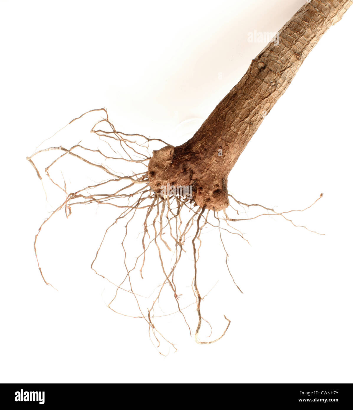 Dracaena Fragrans High Resolution Stock Photography and Images - Alamy