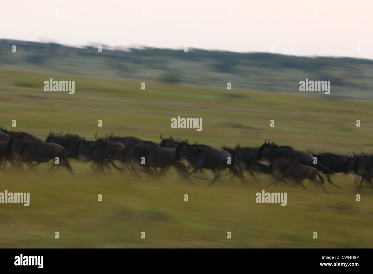 The Great Wildebeest or Gnu Migration in Masai Mara, Kenya, Nairobi ...