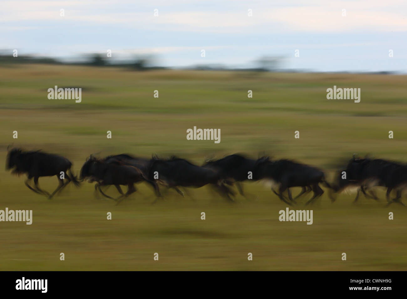 Africa Kenya Gnu Migration Stock Photos & Africa Kenya Gnu Migration ...