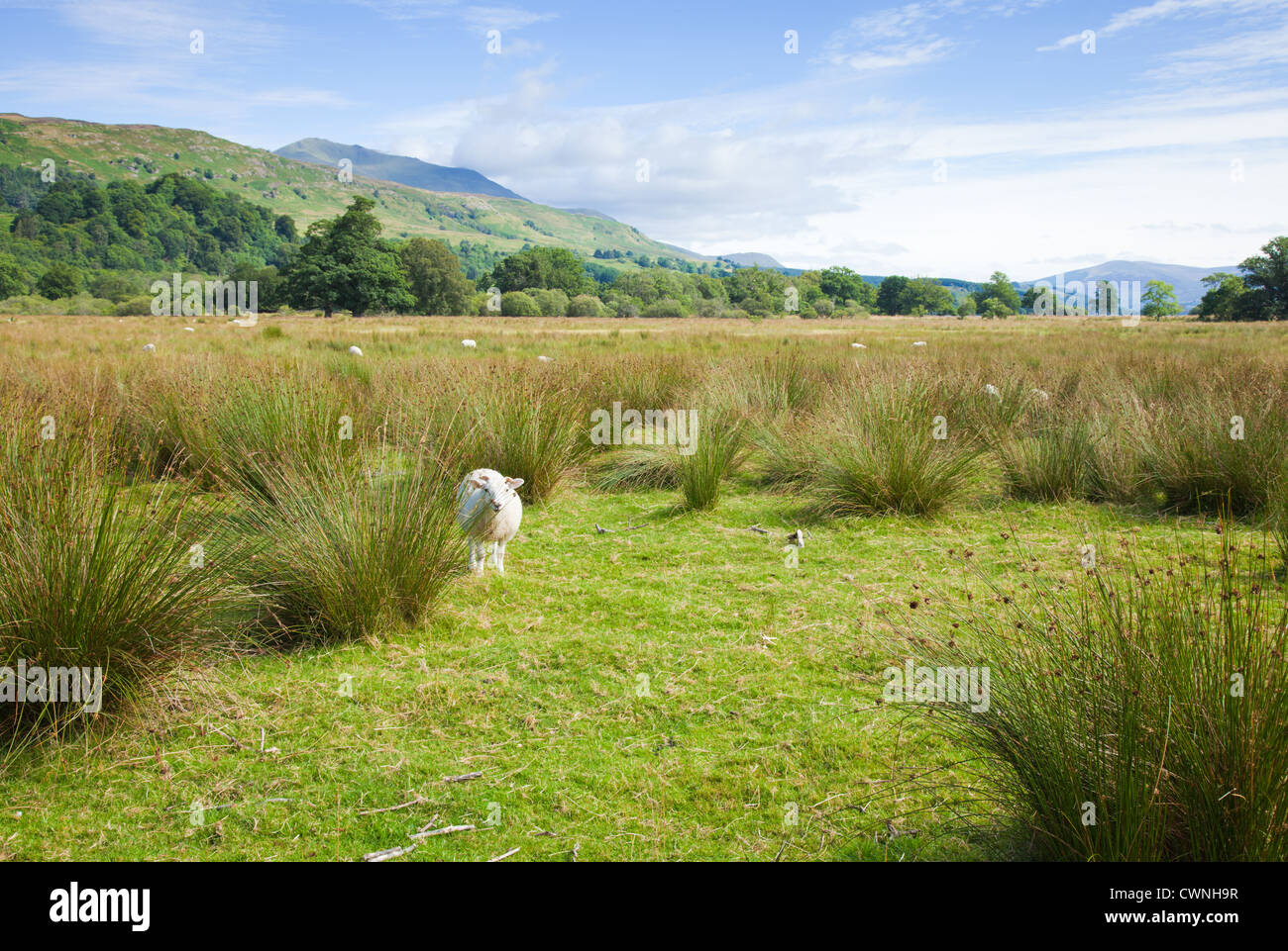 The lochay hi-res stock photography and images - Alamy