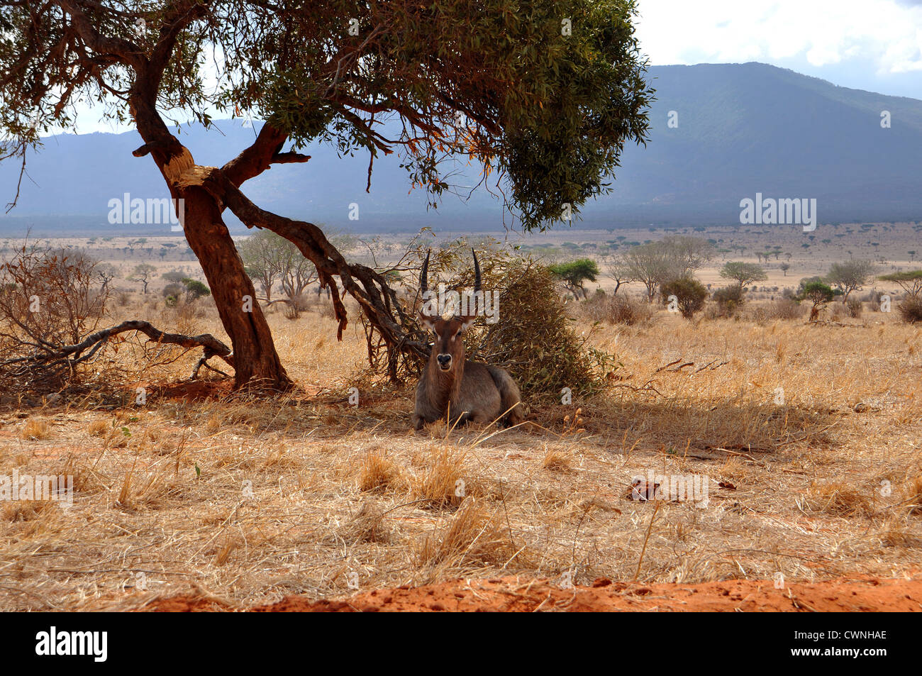 A Kudu (exact name: Tragelaphus Strepsiceros) under a tree in the ...