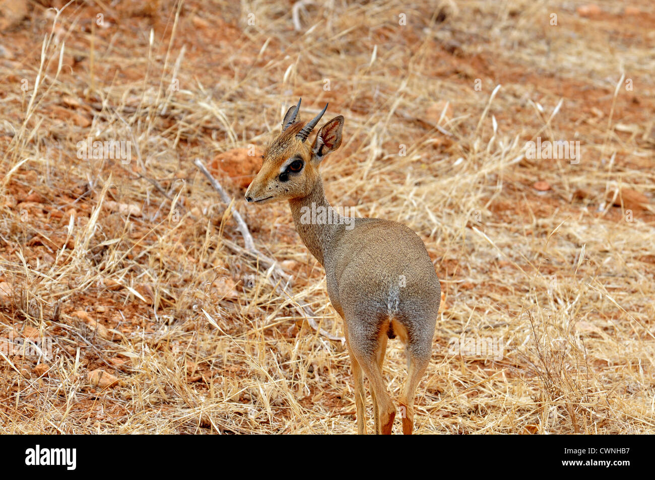 Small Dik-Dik in african national park Stock Photo - Alamy