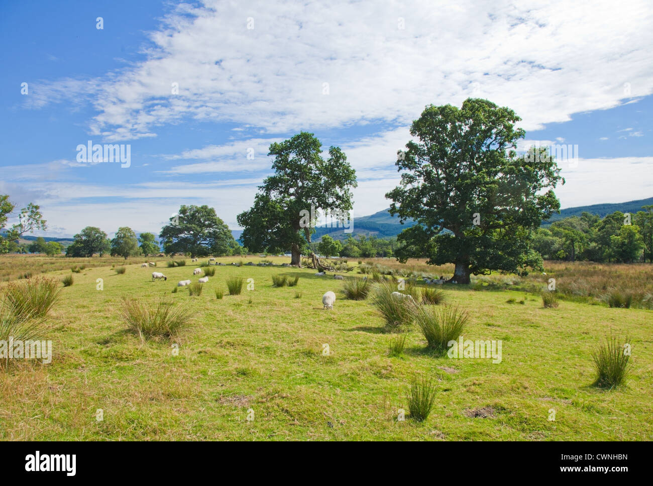 Marshy plain hi-res stock photography and images - Alamy