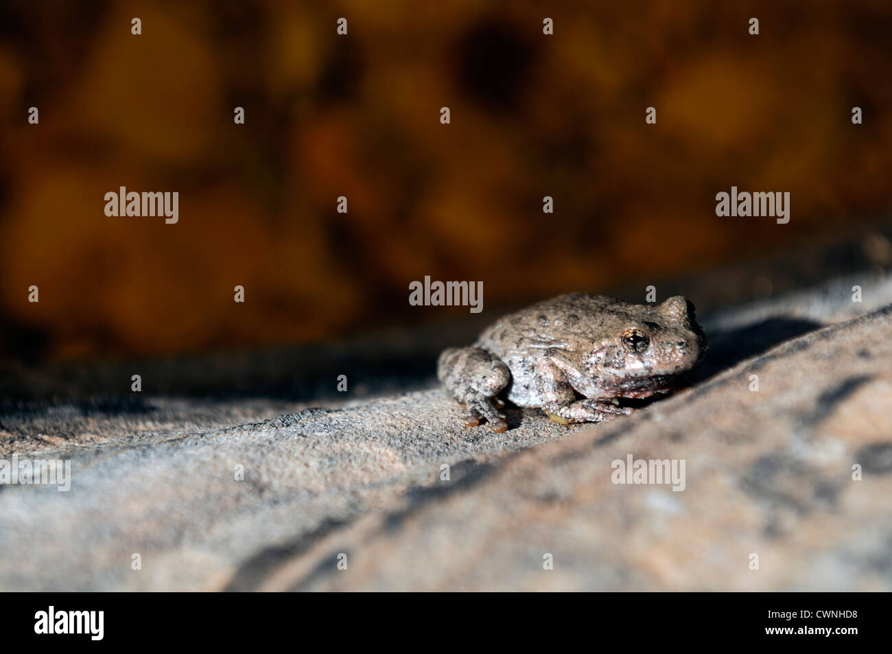 Desert Treefrog High Resolution Stock Photography and Images - Alamy