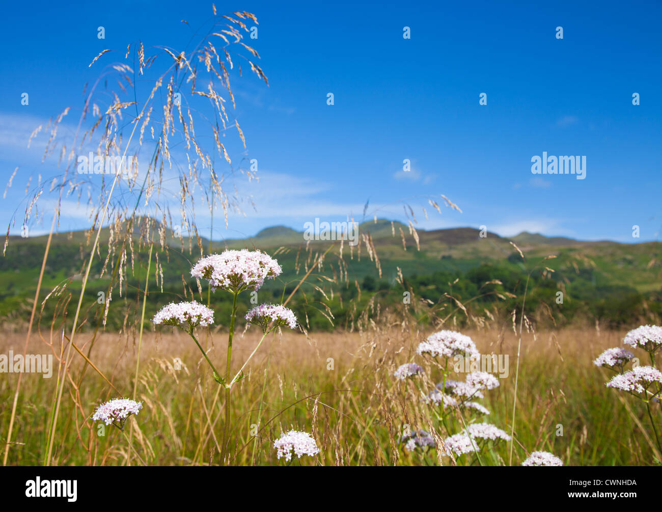 Northern summer, flowers of the field Stock Photo - Alamy