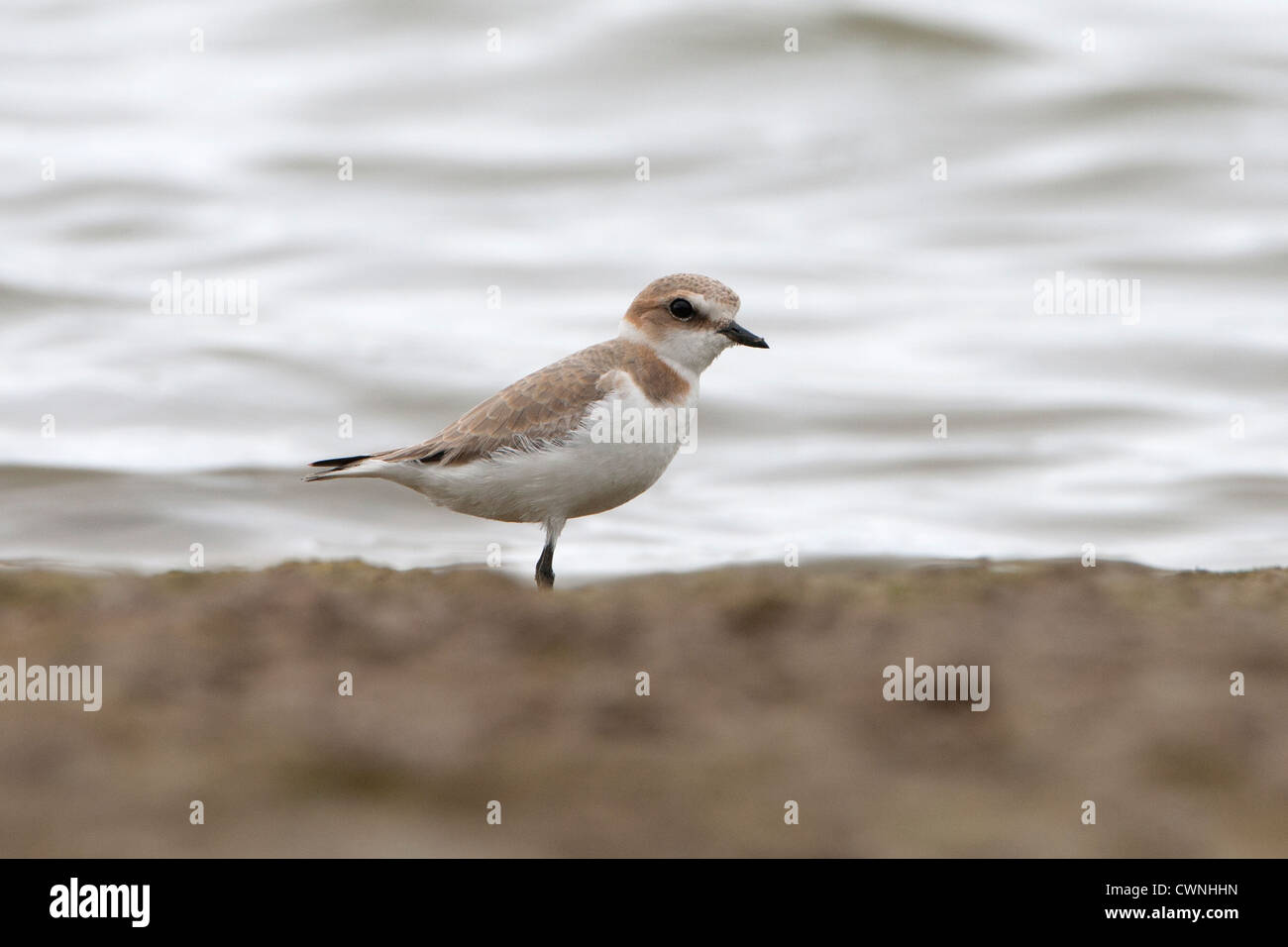 Charadrius alexandrinus - Kentish plover standing on the shoreline ...