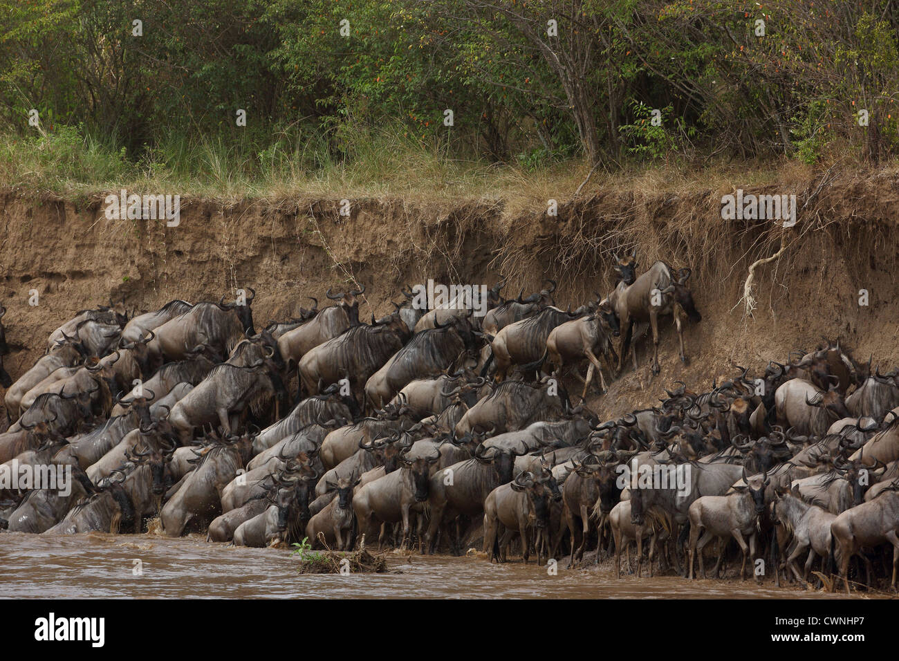 The Great Wildebeest or Gnu Migration in Masai Mara, Kenya, Nairobi ...
