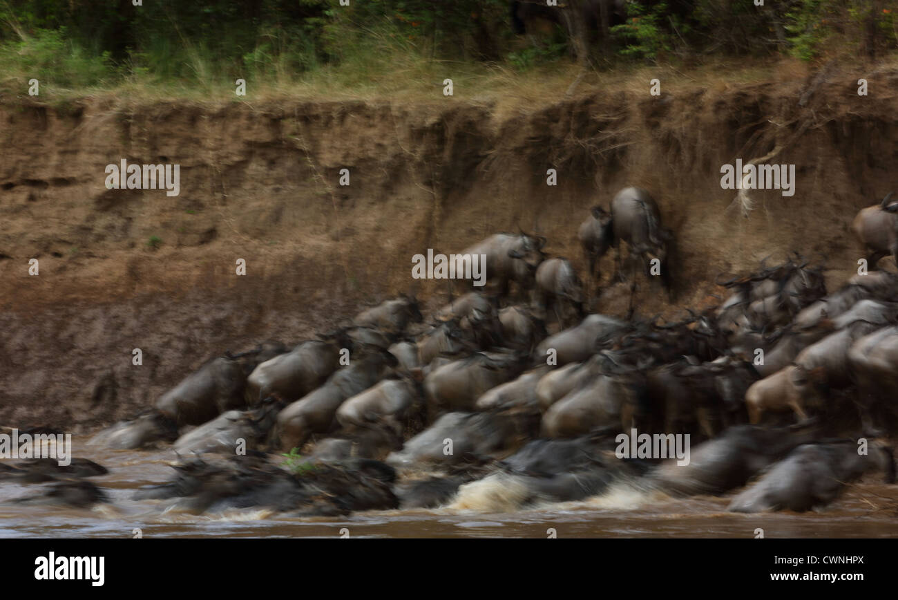 The Great Wildebeest or Gnu Migration in Masai Mara, Kenya, Nairobi ...