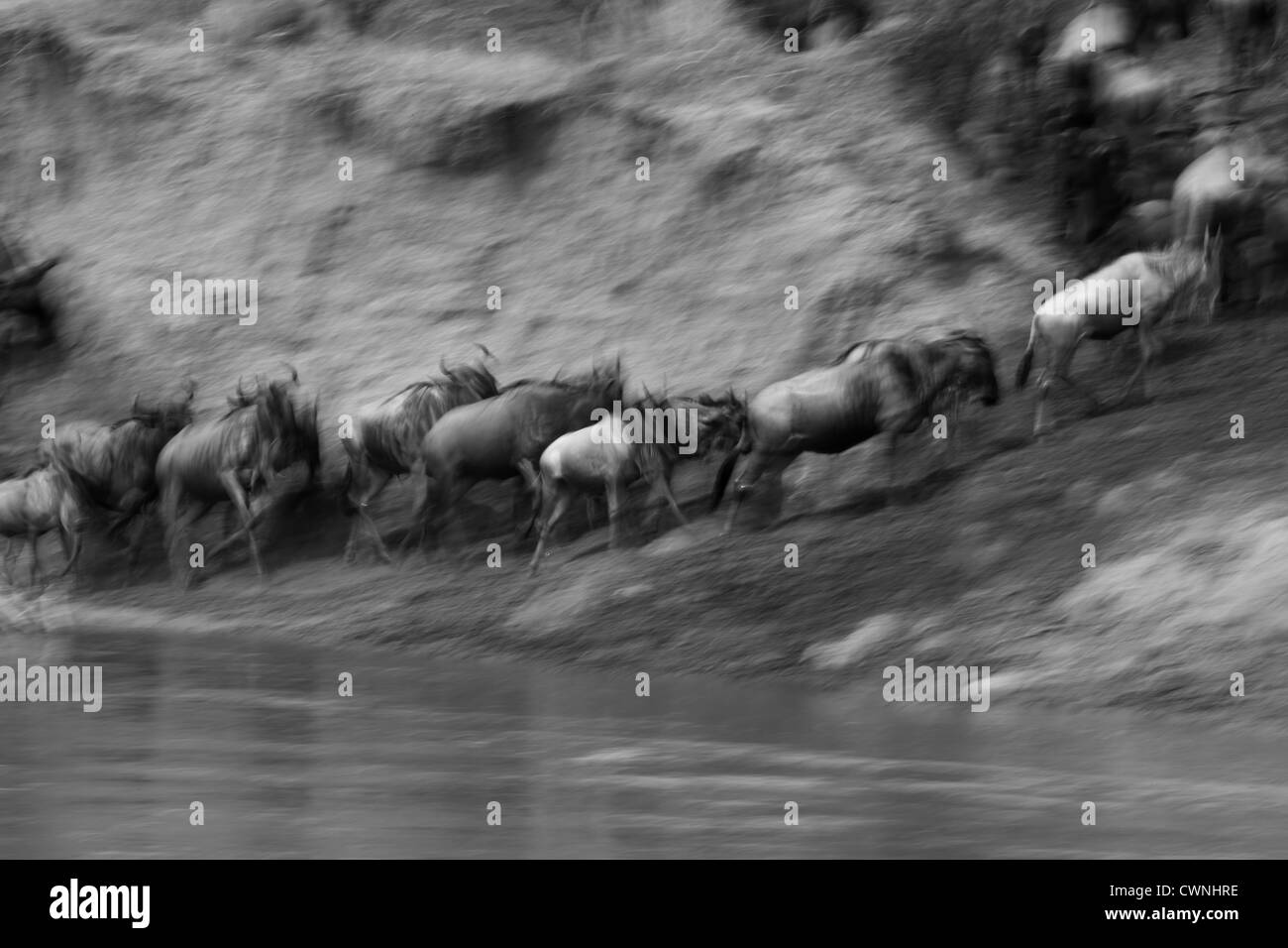 Gnu migration hi-res stock photography and images - Alamy