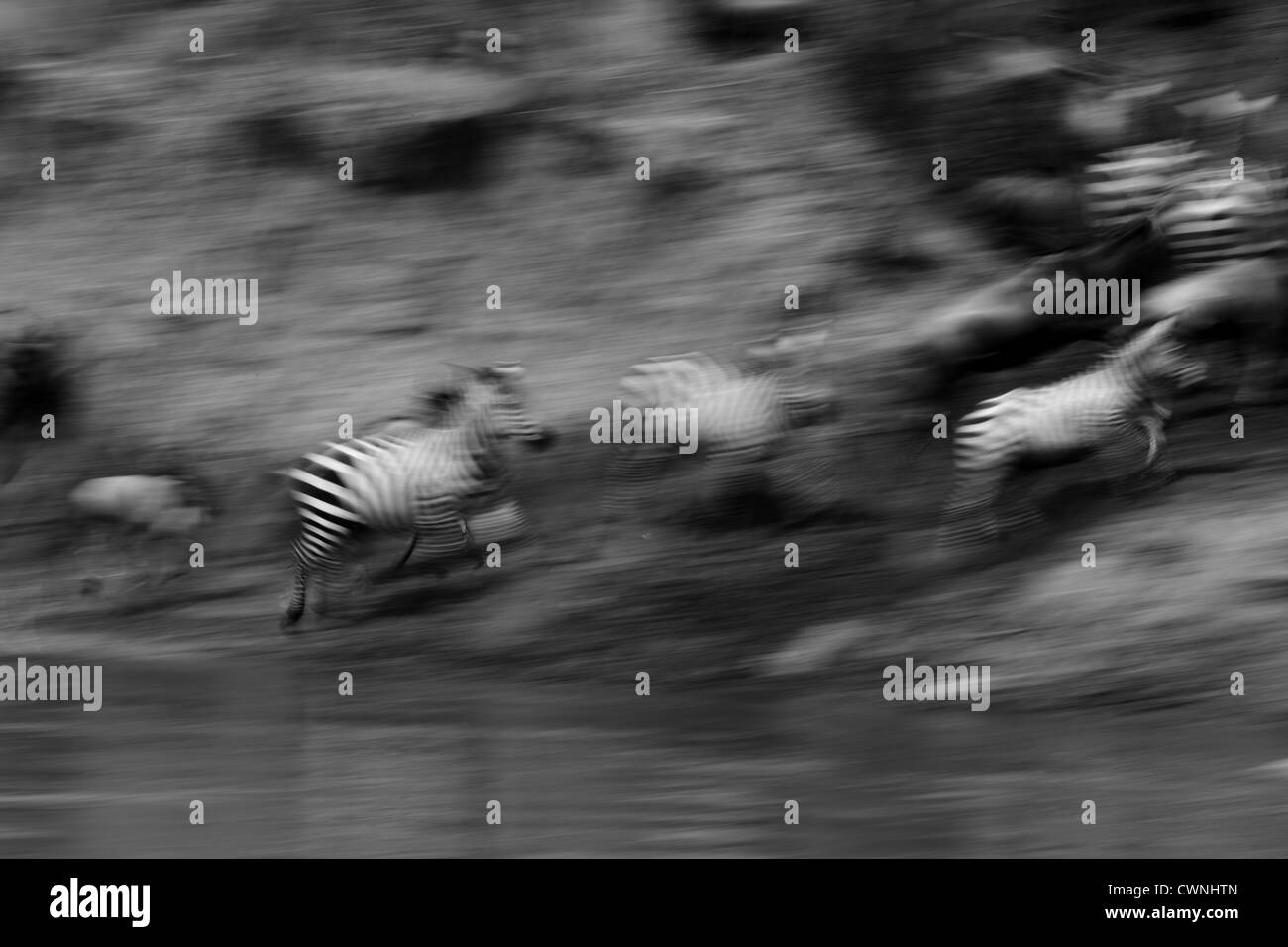 The Great Wildebeest or Gnu Migration in Masai Mara, Kenya, Nairobi ...