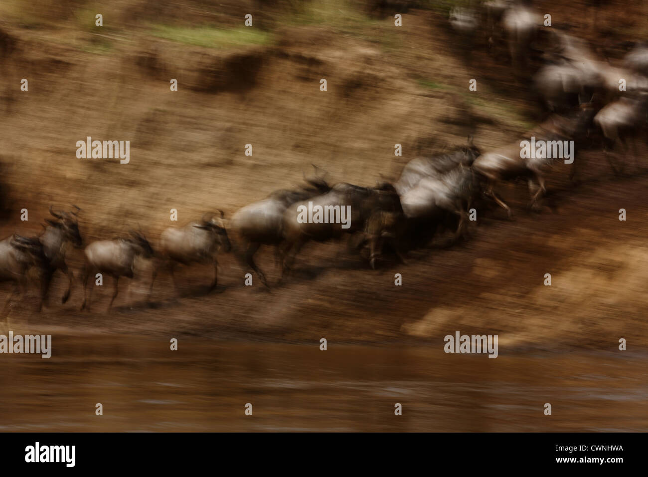 The Great Wildebeest or Gnu Migration in Masai Mara, Kenya, Nairobi ...