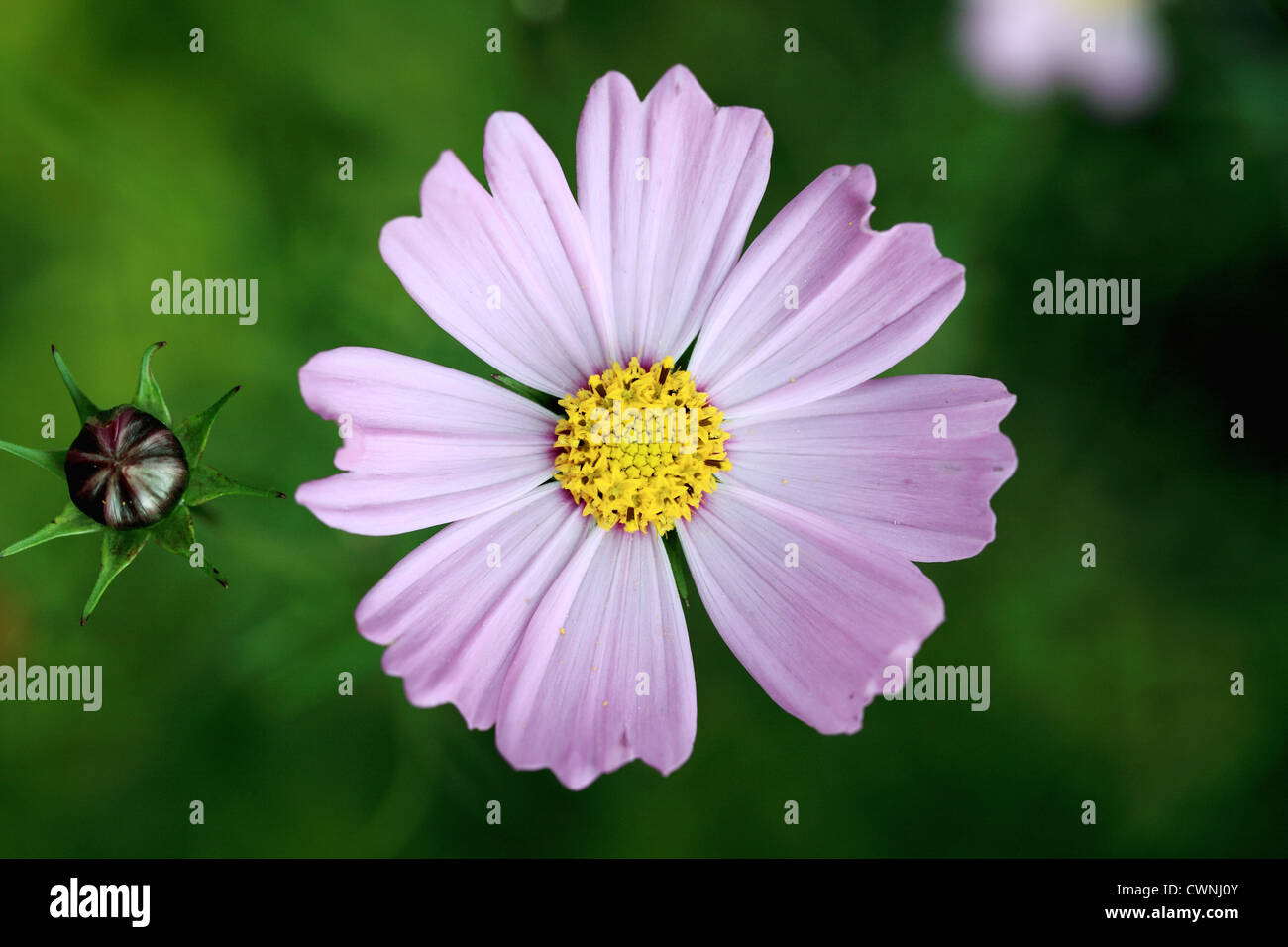 Close up of a beautiful pink cosmos flower Stock Photo - Alamy