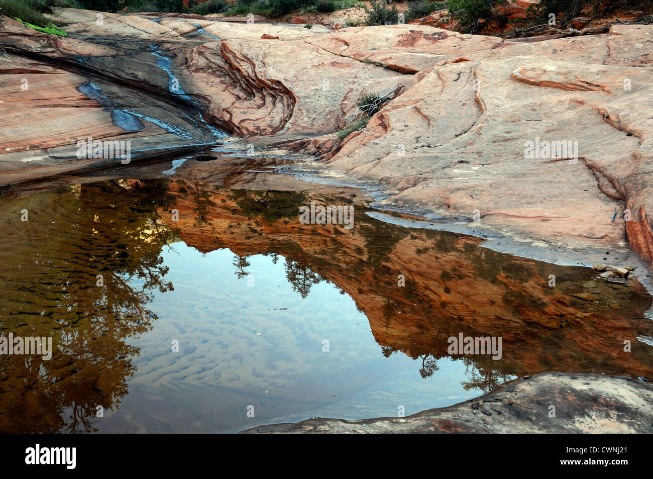 Sandstone mesa reflected reflect reflection desert water pool zion ...