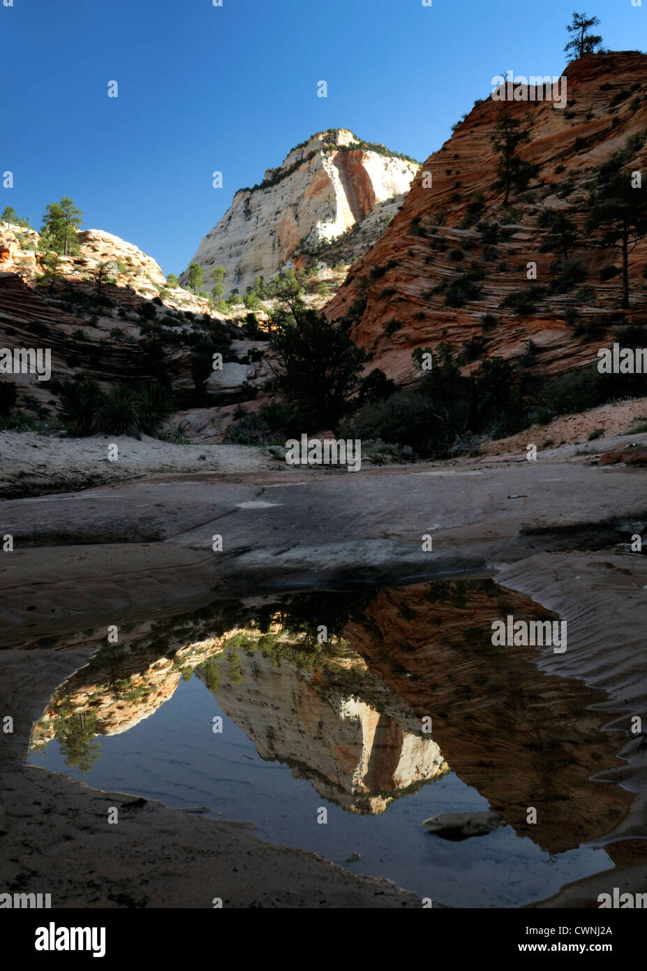 Sandstone mesa reflected reflect reflection desert water pool zion ...