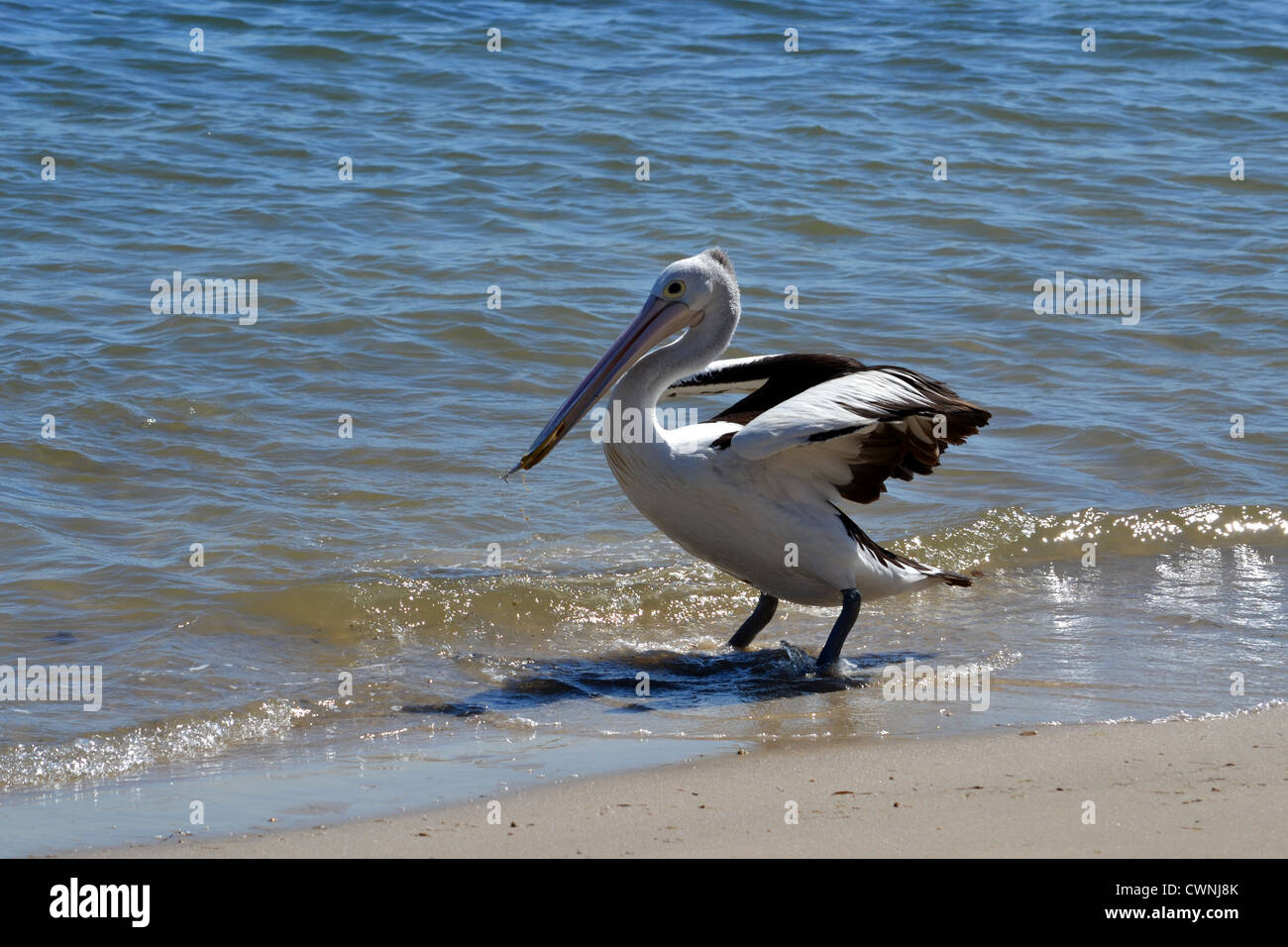 Pelican eating hi-res stock photography and images - Alamy