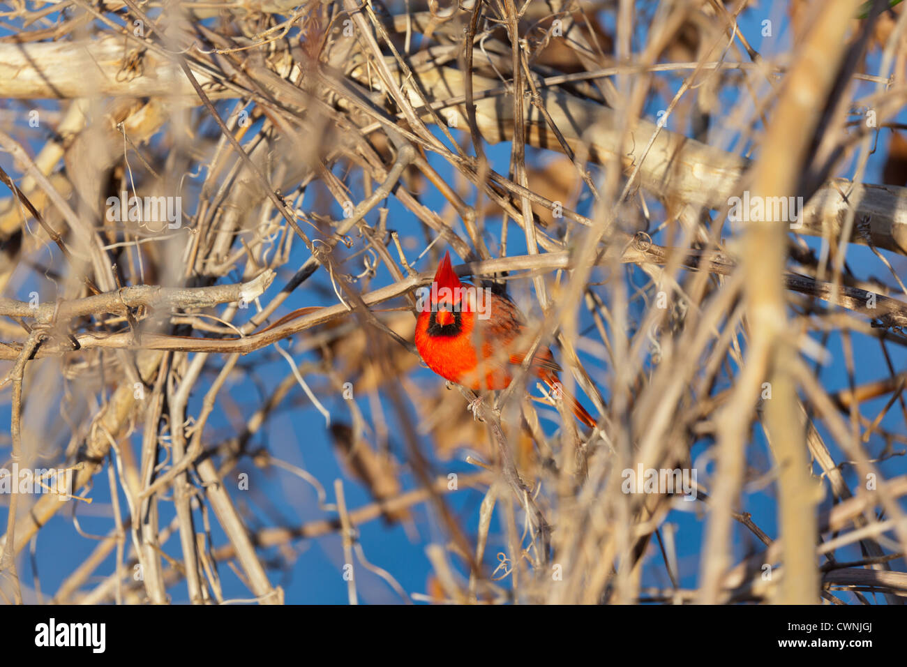 Cardinal looking at camera perched on dormant vines Stock Photo - Alamy