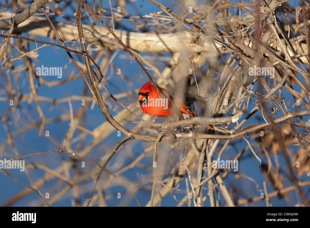 Single cardinal hi-res stock photography and images - Alamy