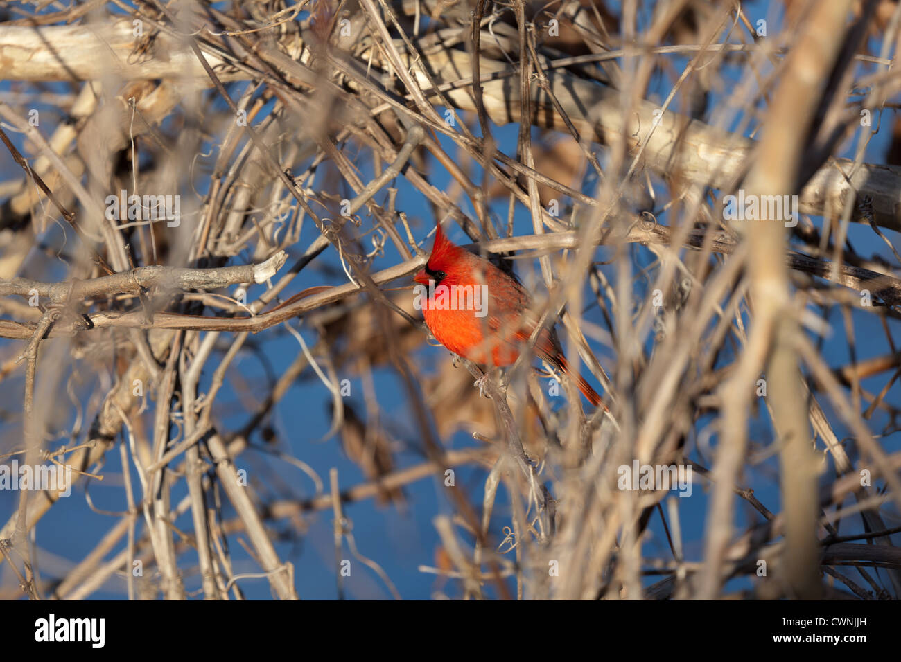 Cardinal looking at camera perched on dormant vines Stock Photo - Alamy