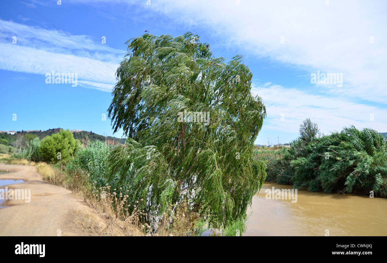 weeping Willow, windy day Stock Photo - Alamy
