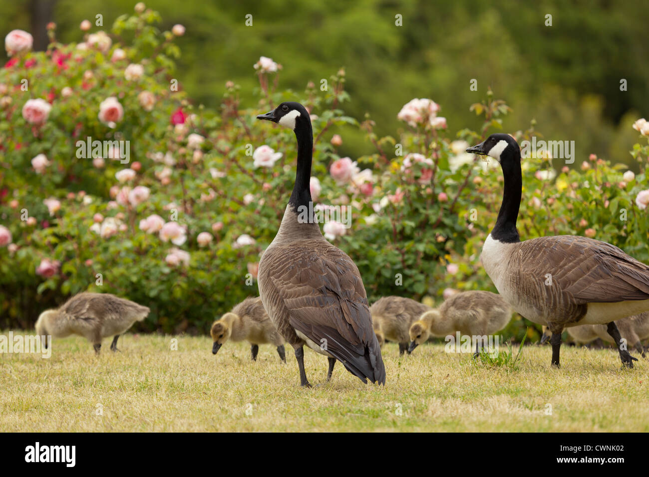 Two adult geese with group of goslings Stock Photo - Alamy