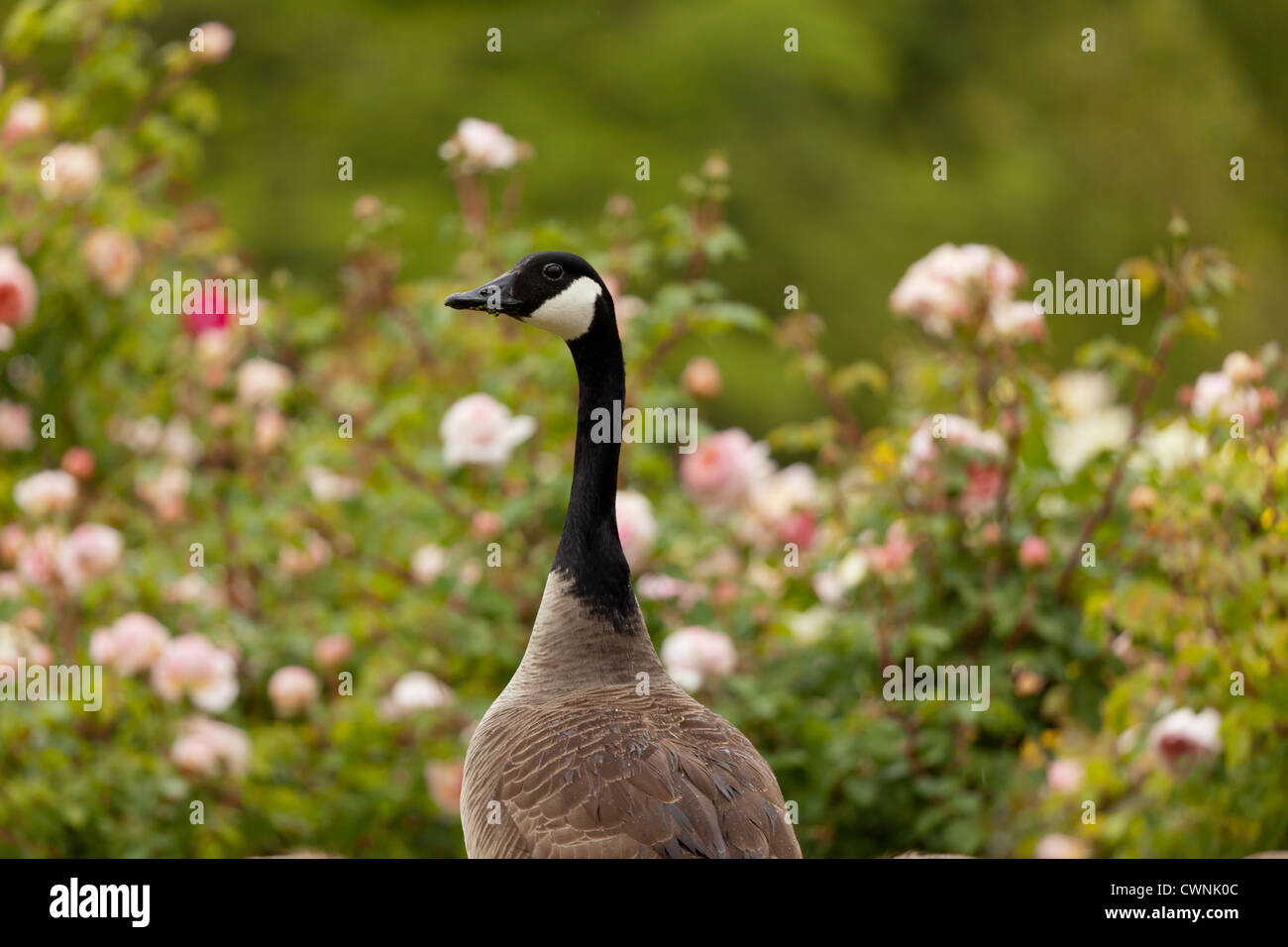 A goose pausing from a meal to look over shoulder Stock Photo - Alamy