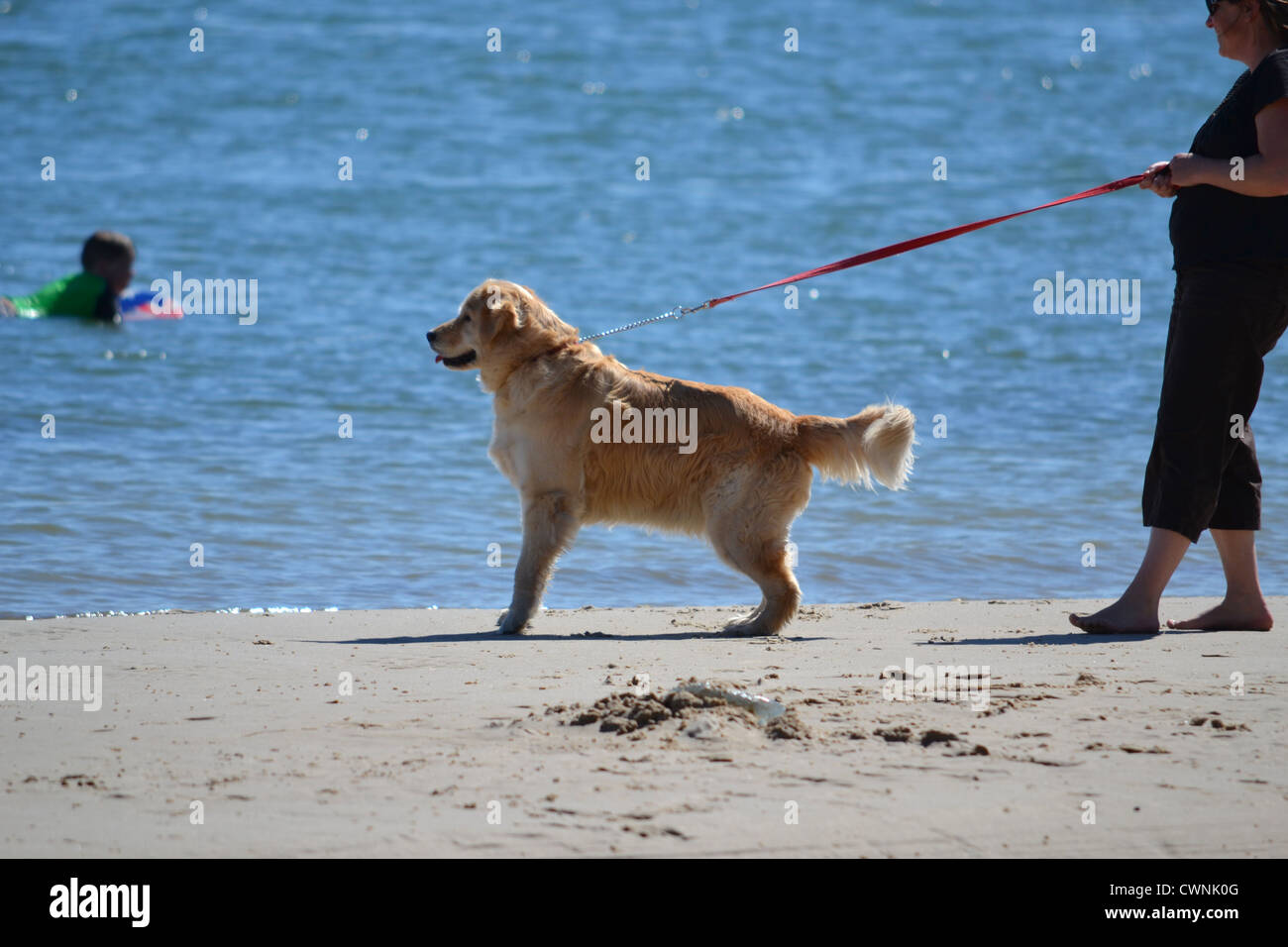 A woman having trouble with her stubborn dog while walking on the beach ...