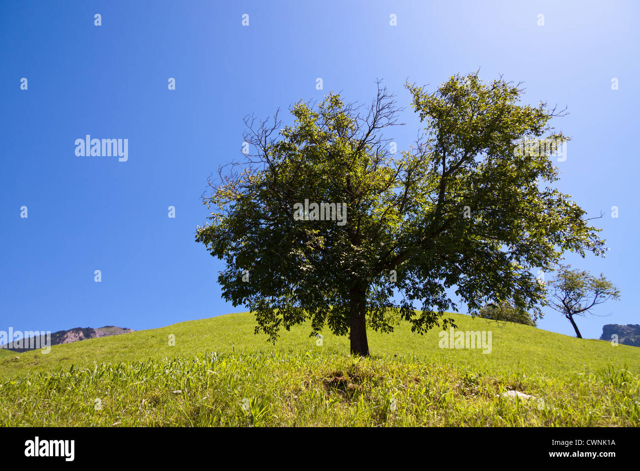 A Tree on a Hill in the Swiss Alps Stock Photo - Alamy
