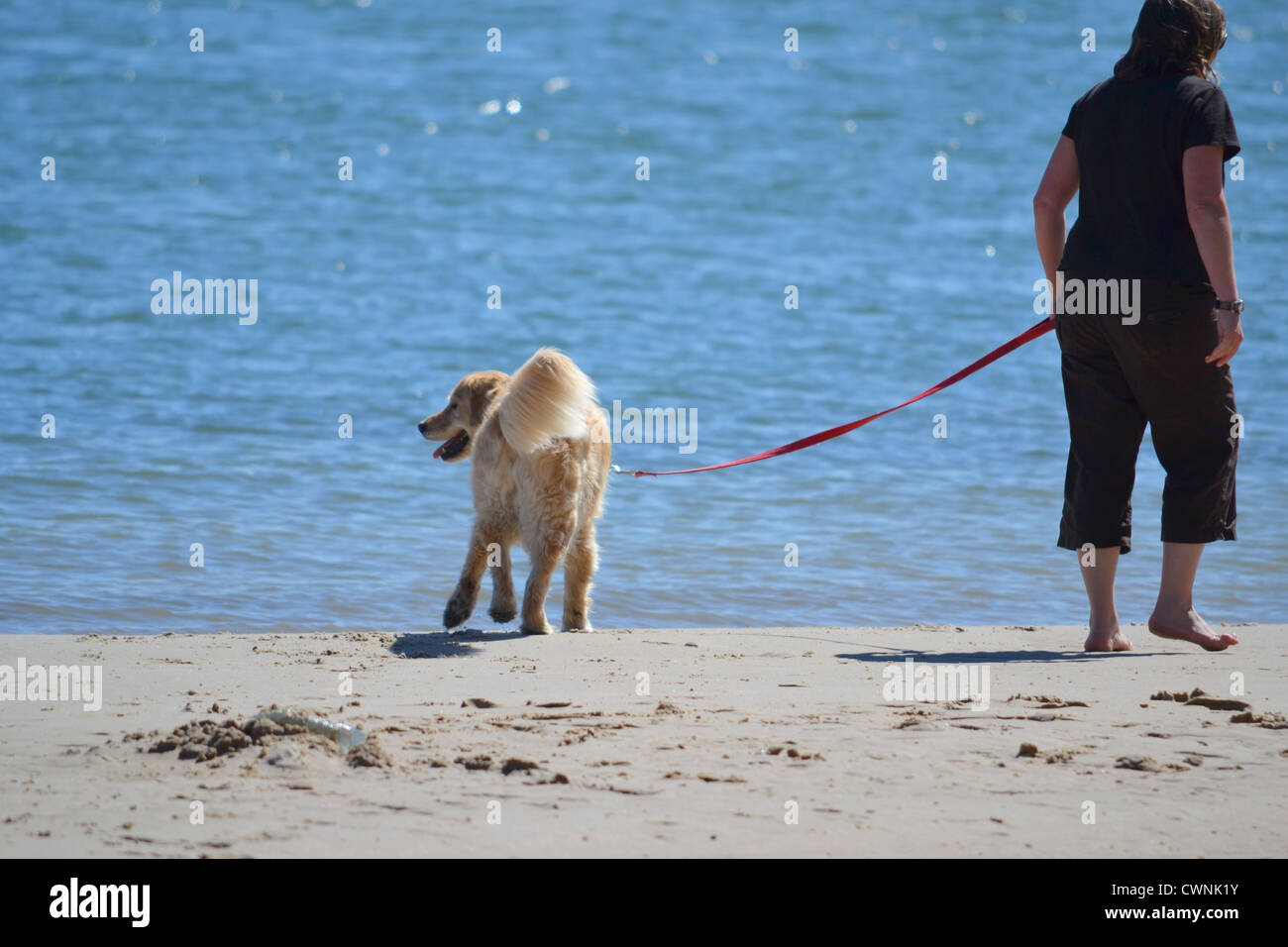 Stubborn golden retriever hi-res stock photography and images - Alamy