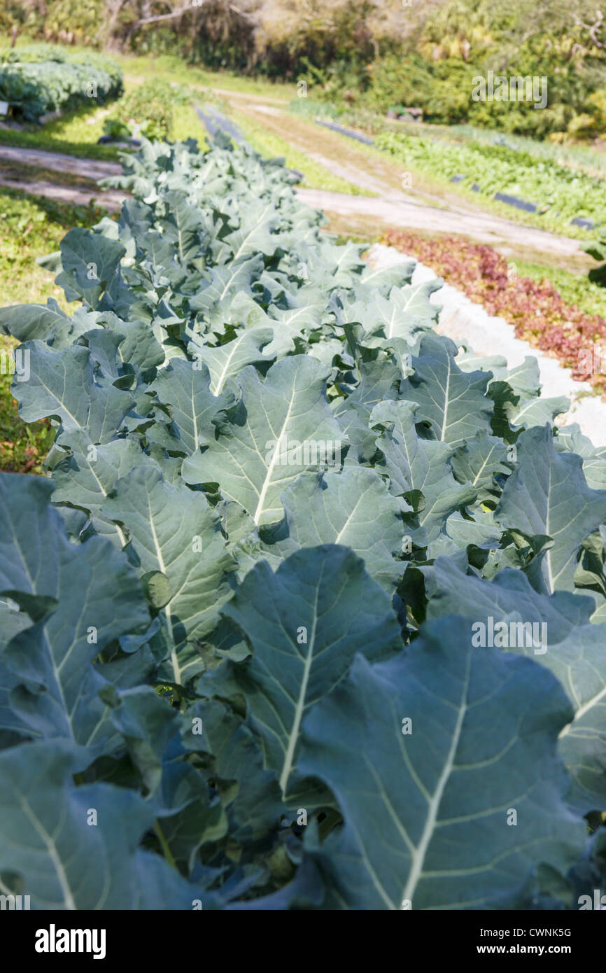 Row forage hi-res stock photography and images - Alamy