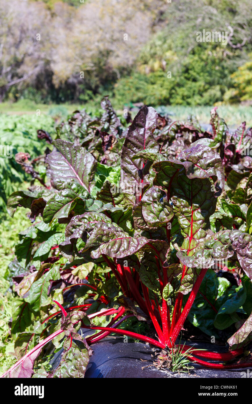 Chard Farm High Resolution Stock Photography and Images - Alamy