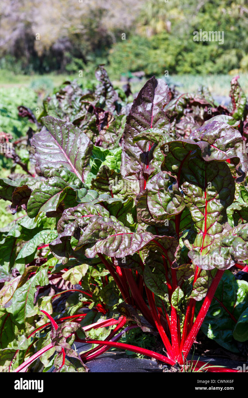 Perpetual swiss chard hi-res stock photography and images - Alamy