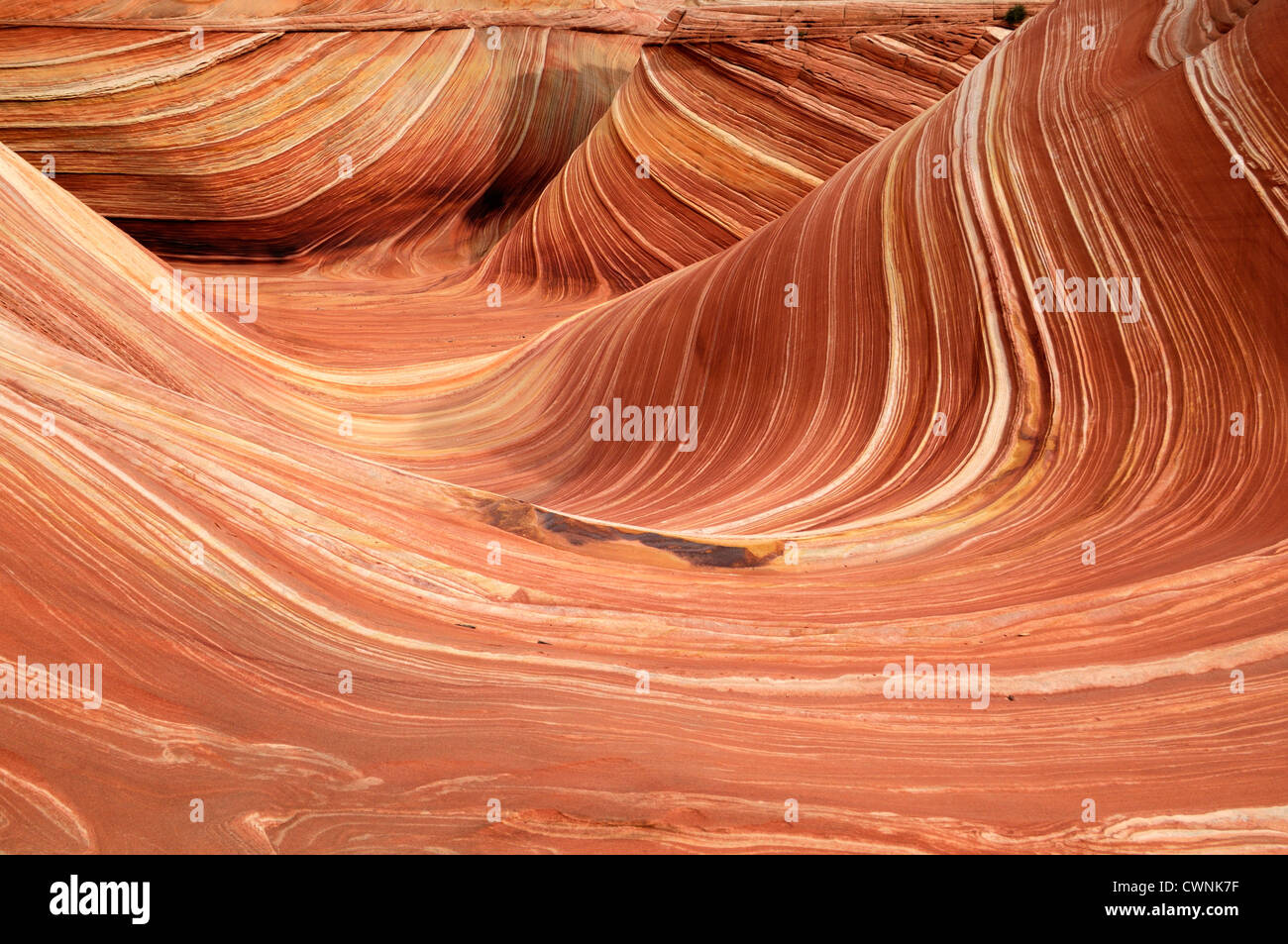 twisted red Rock sandstone formation The Wave North Coyote Buttes ...