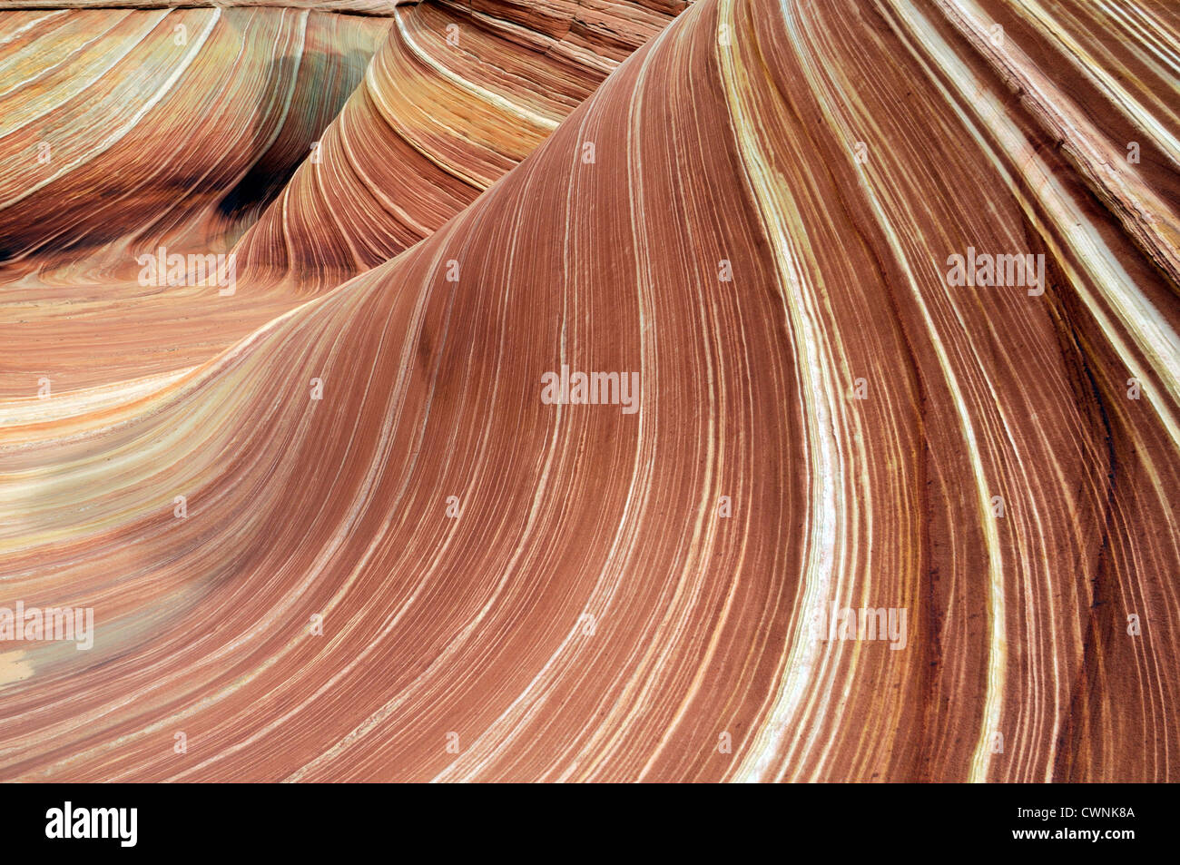 twisted red Rock sandstone formation The Wave North Coyote Buttes ...