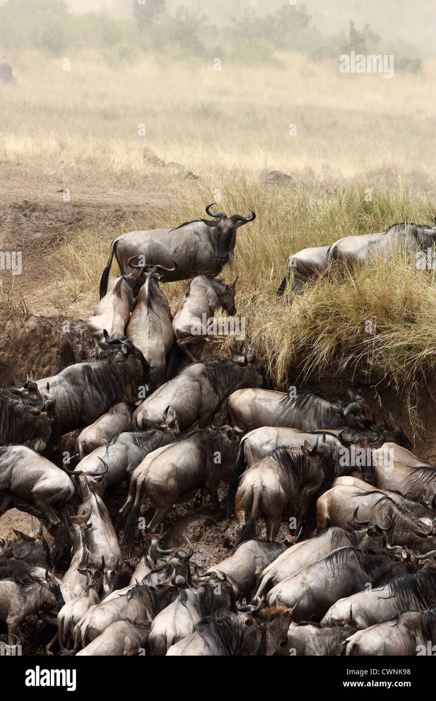 Africa kenya gnu migration hi-res stock photography and images - Alamy