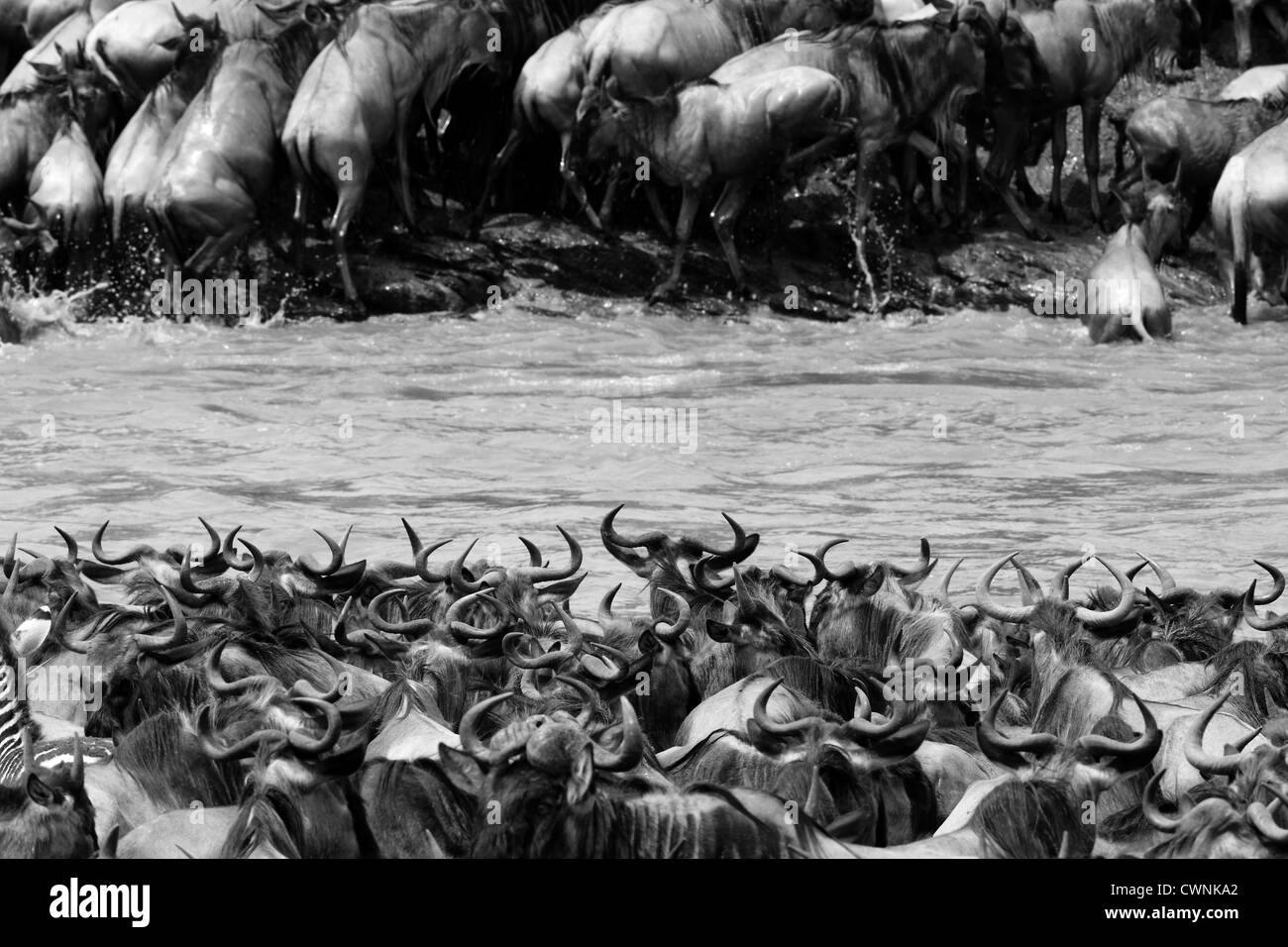 The Great Wildebeest or Gnu Migration in Masai Mara, Kenya, Nairobi ...