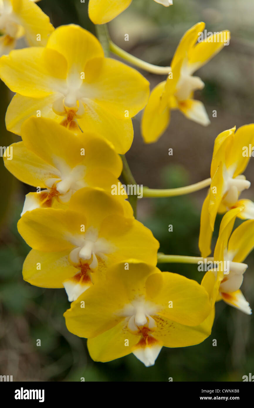 Row of orchids hi-res stock photography and images - Alamy