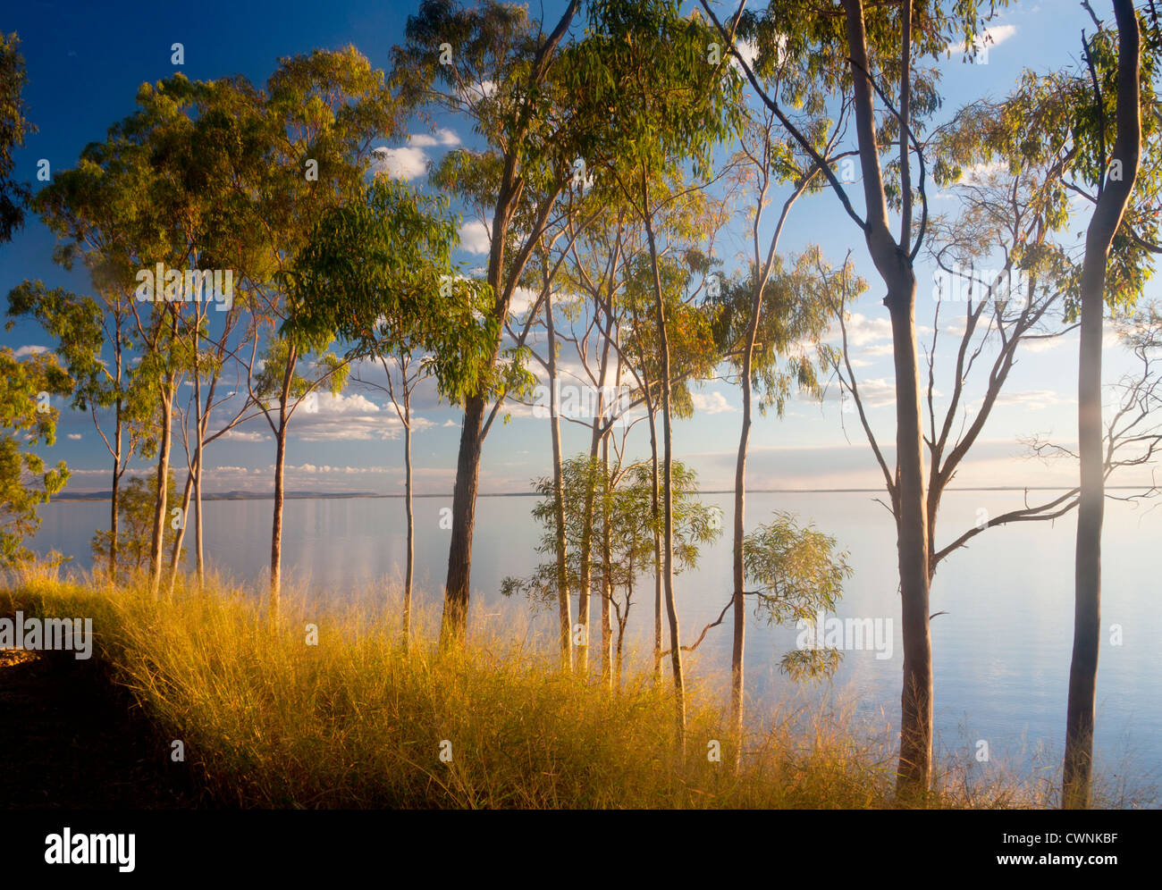 Eucalyptus / gum trees on shore of Lake Maraboon at sunset Near Emerald ...