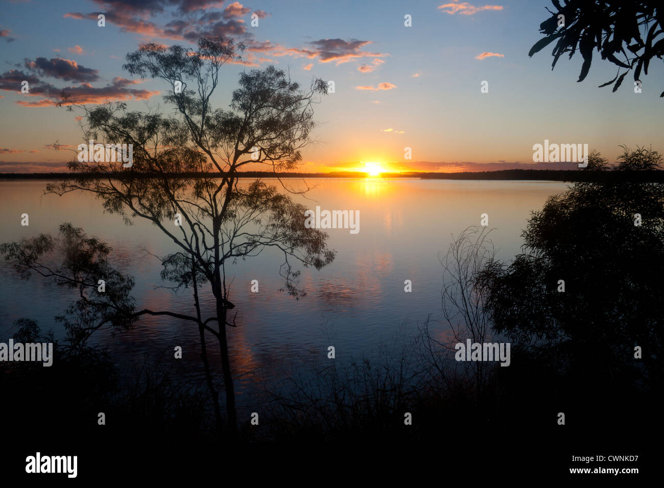 Eucalyptus / gum trees on shore of Lake Maraboon at sunset Near Emerald ...