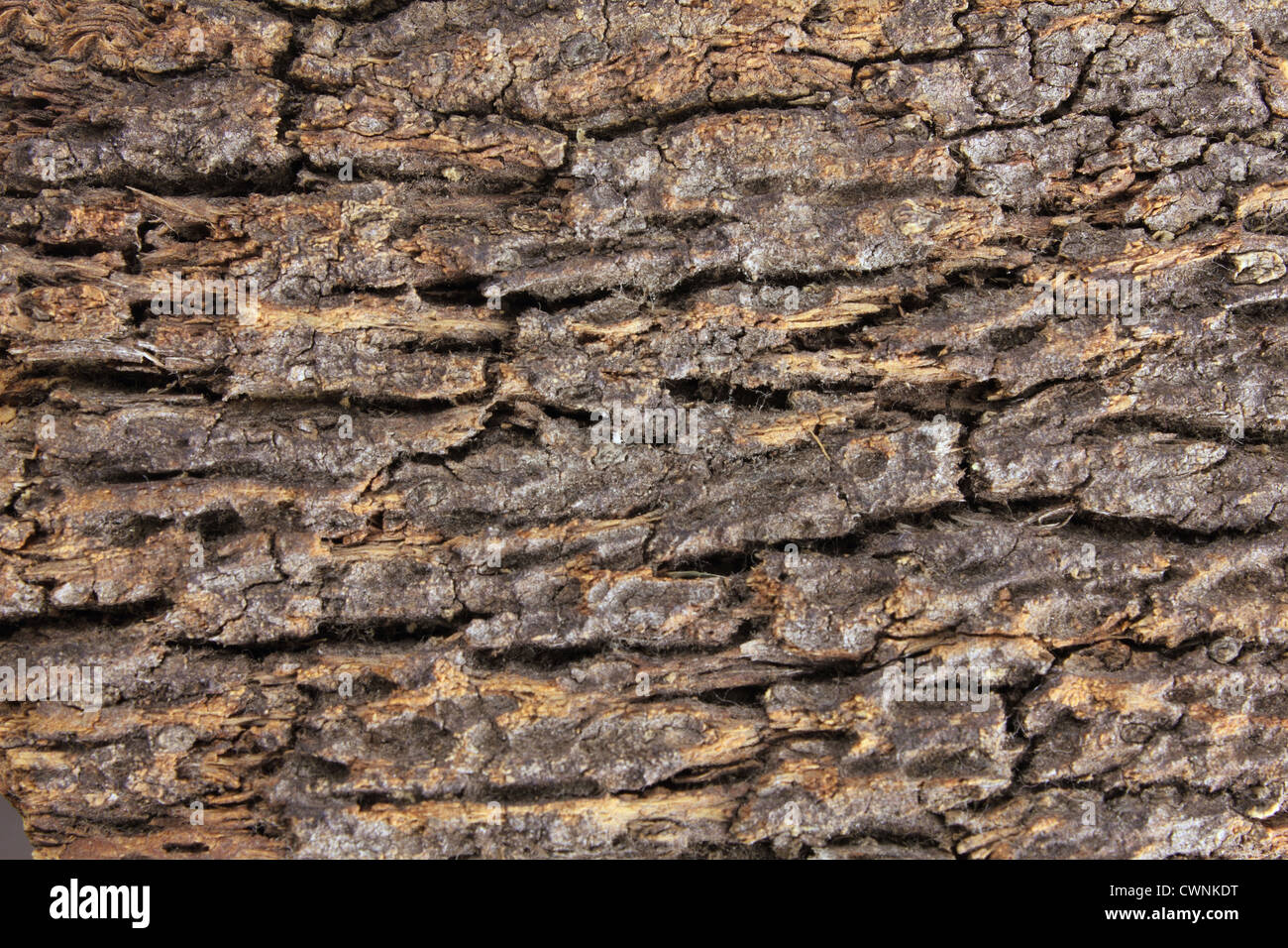 Tree Bark Texture Background Stock Photo - Alamy