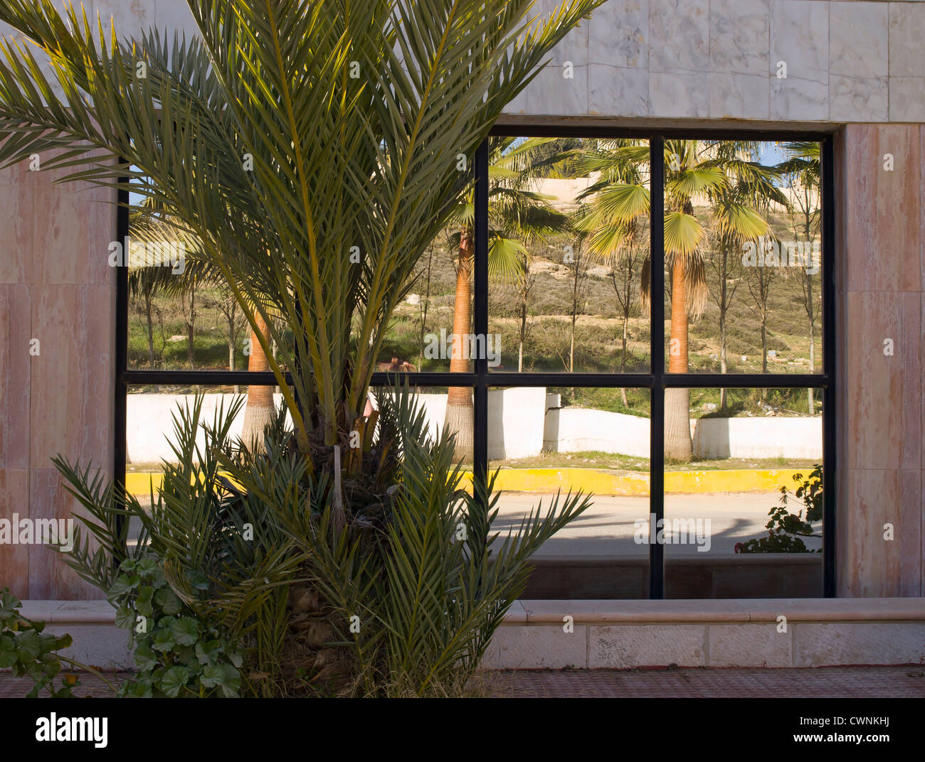 Window with three palm trees reflected and one in front Stock Photo - Alamy