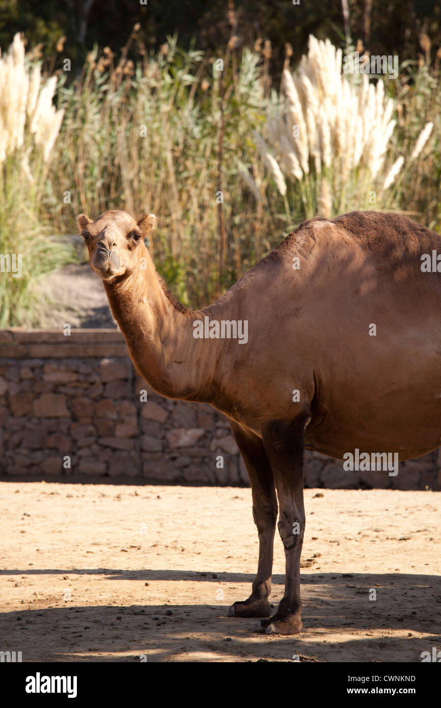 animals at zoo Stock Photo - Alamy