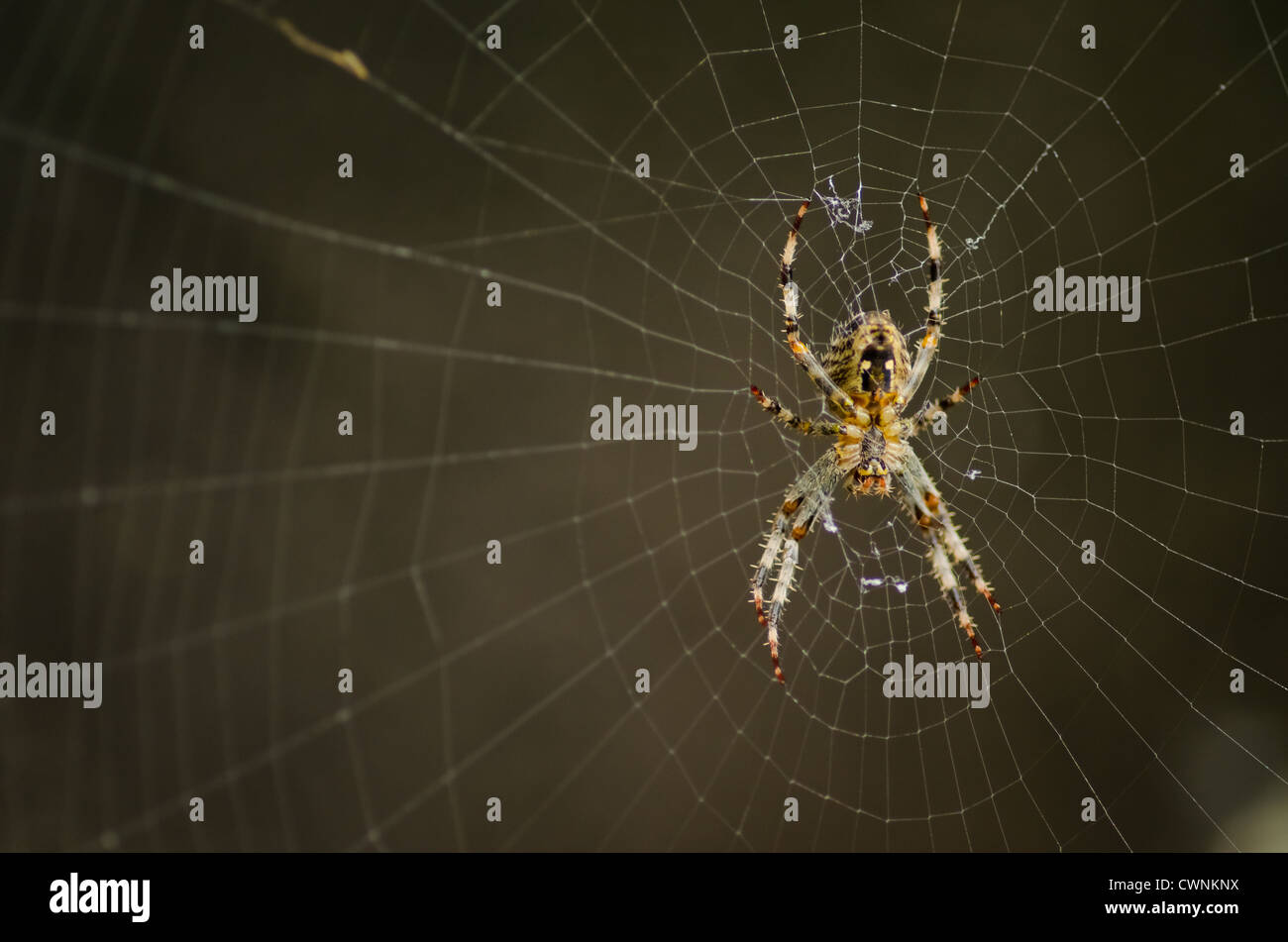 A Spider Resting On Its Web Stock Photo - Alamy