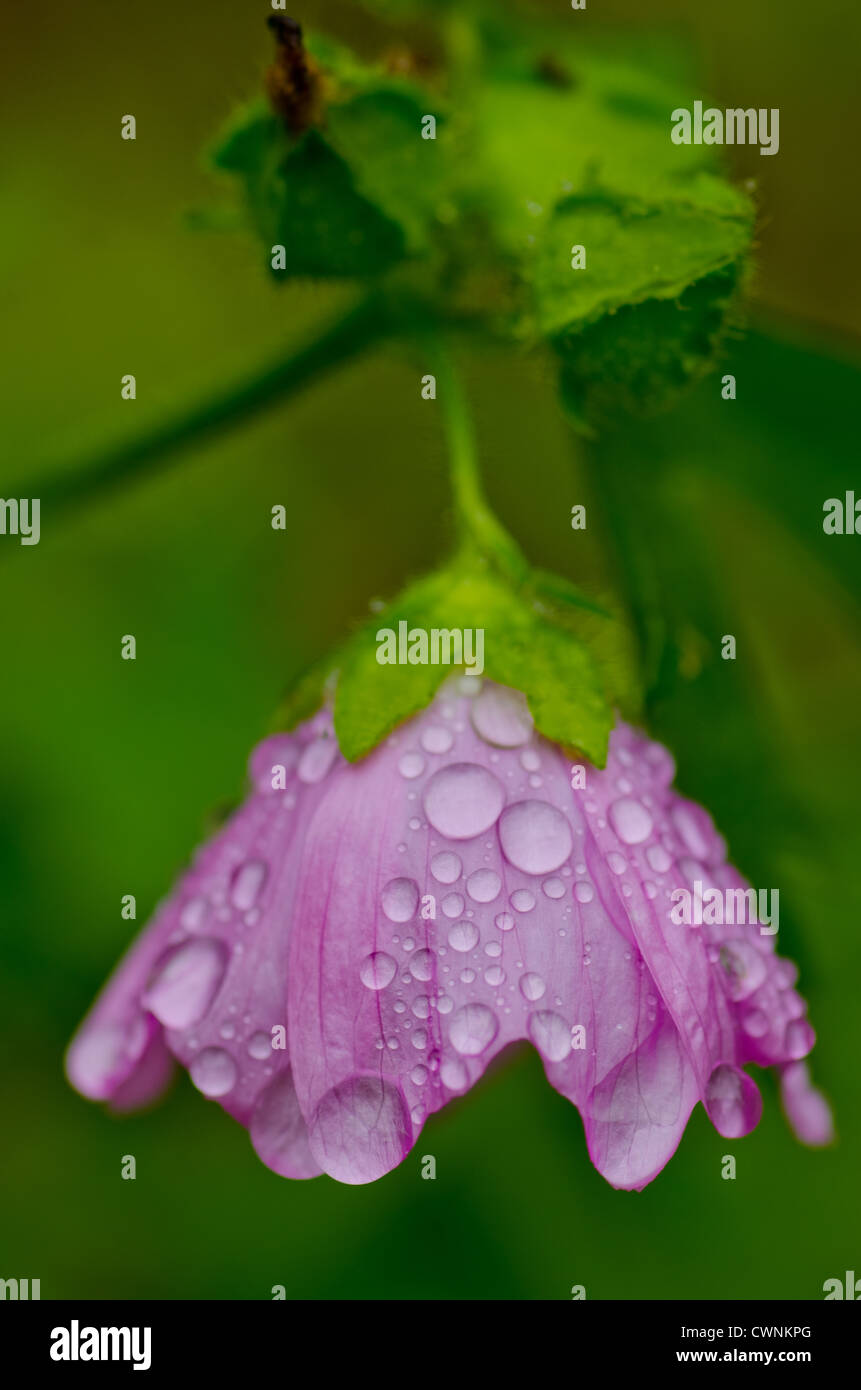 Pink Flower With Water Drops Stock Photo - Alamy