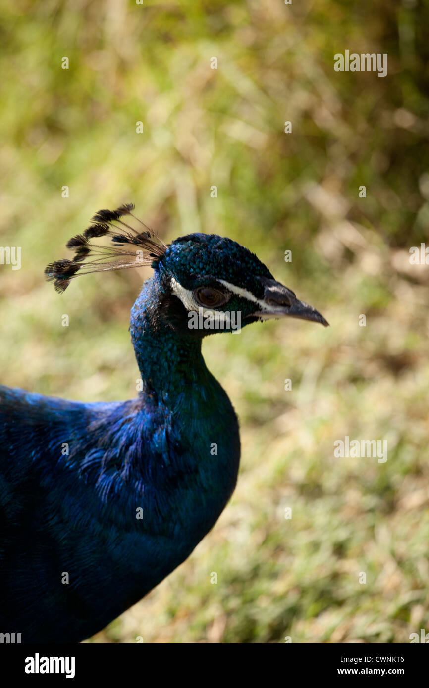 animals at zoo Stock Photo - Alamy